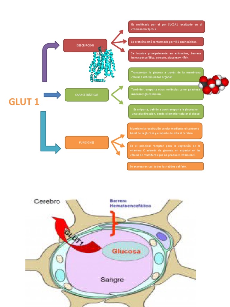 Transportadores de Glucosa e Insulina (Esquemas) | PDF | Receptor ...