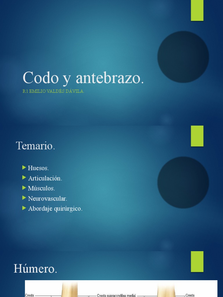 Codo Y Antebrazo Anatomia Quirurgica Pdf