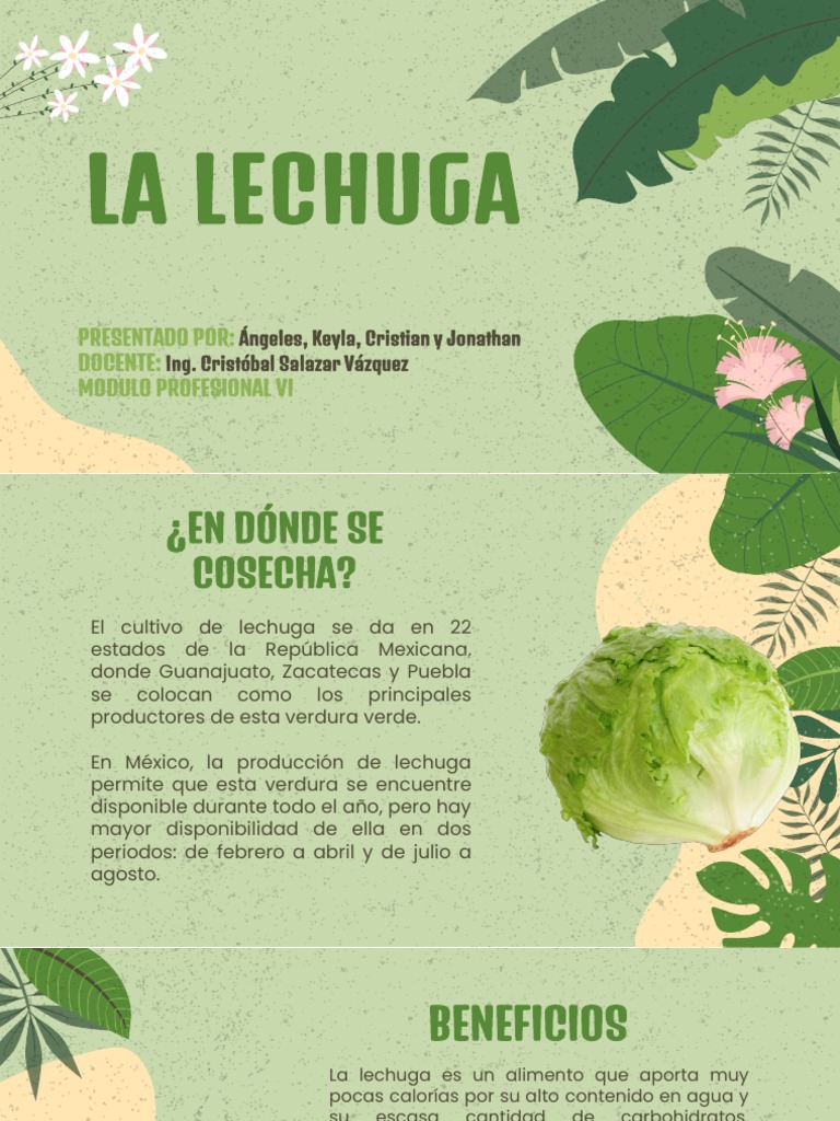 Cultivo de Lechuga | PDF