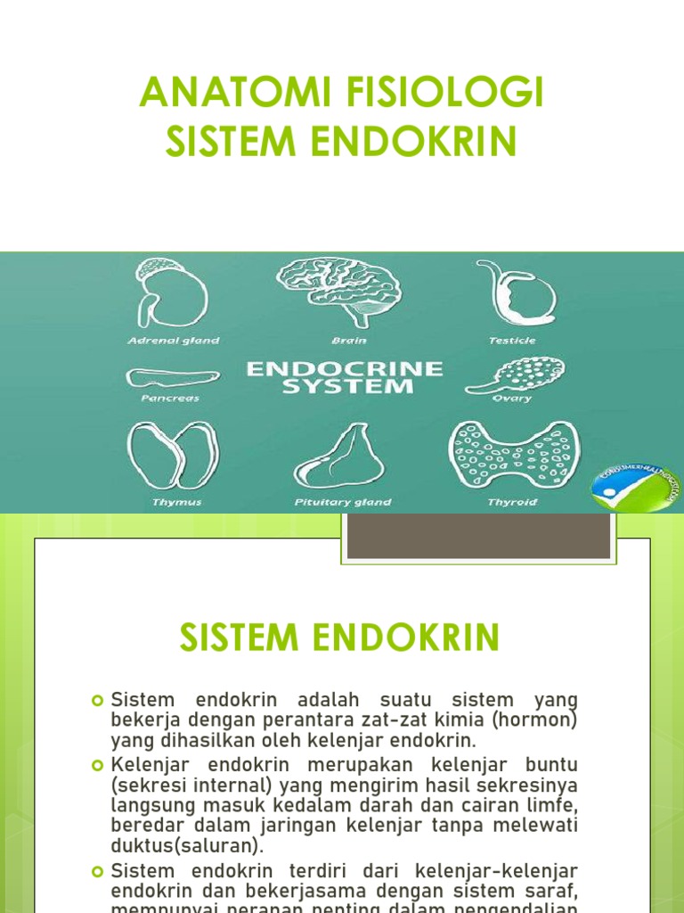 Sistem Endokrin | PDF