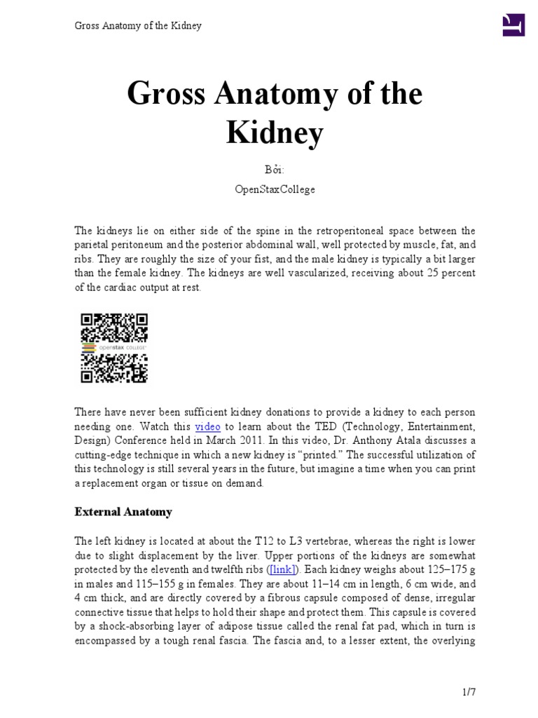 Kidney Gross Anatomy Overview | PDF