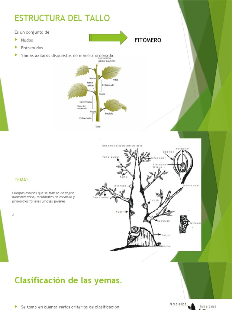 Estructura Del Tallo | PDF