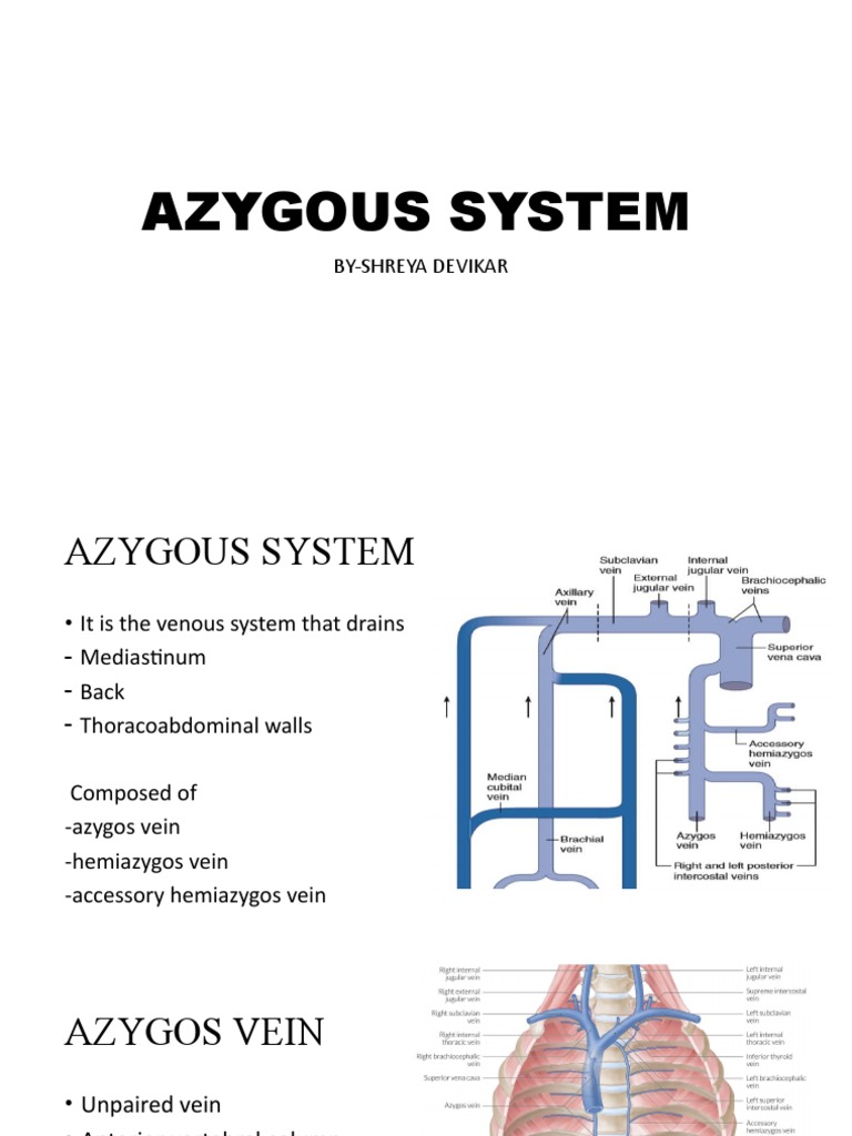 Azygous System Anat | PDF