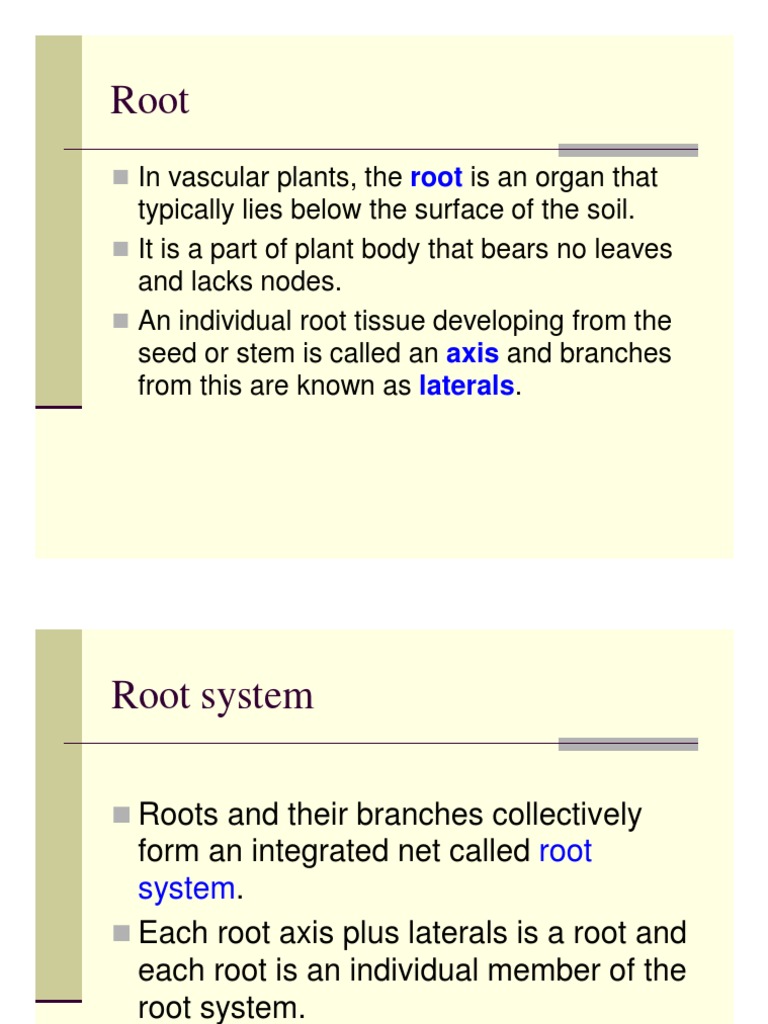 02 Roots | PDF | Root | Plant Stem