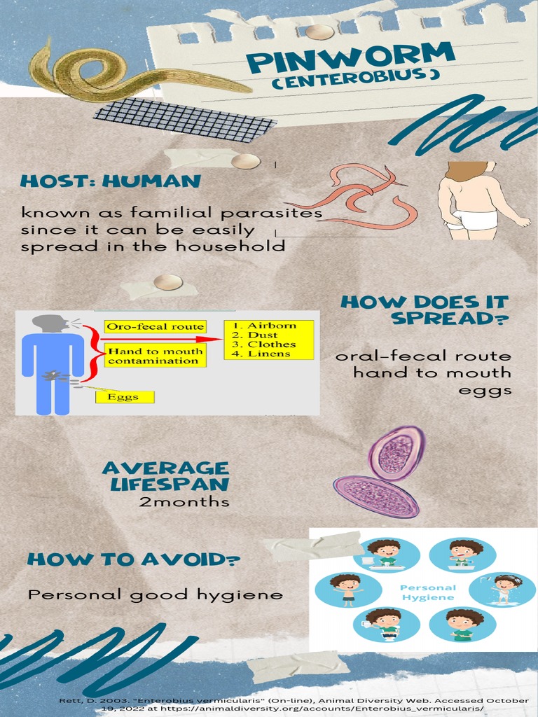 Pinworm (Enterobius) Infographic Poster | PDF