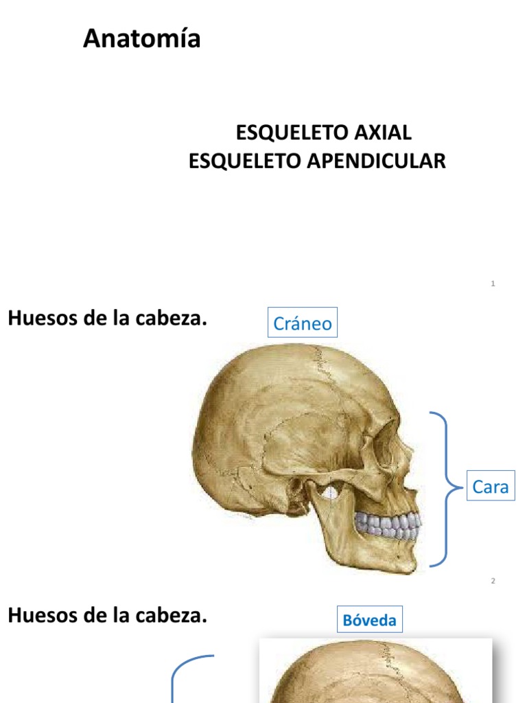 Presentaciones 3 Anatomía Téc Enf Esqueleto Axial Apendicular Pdf