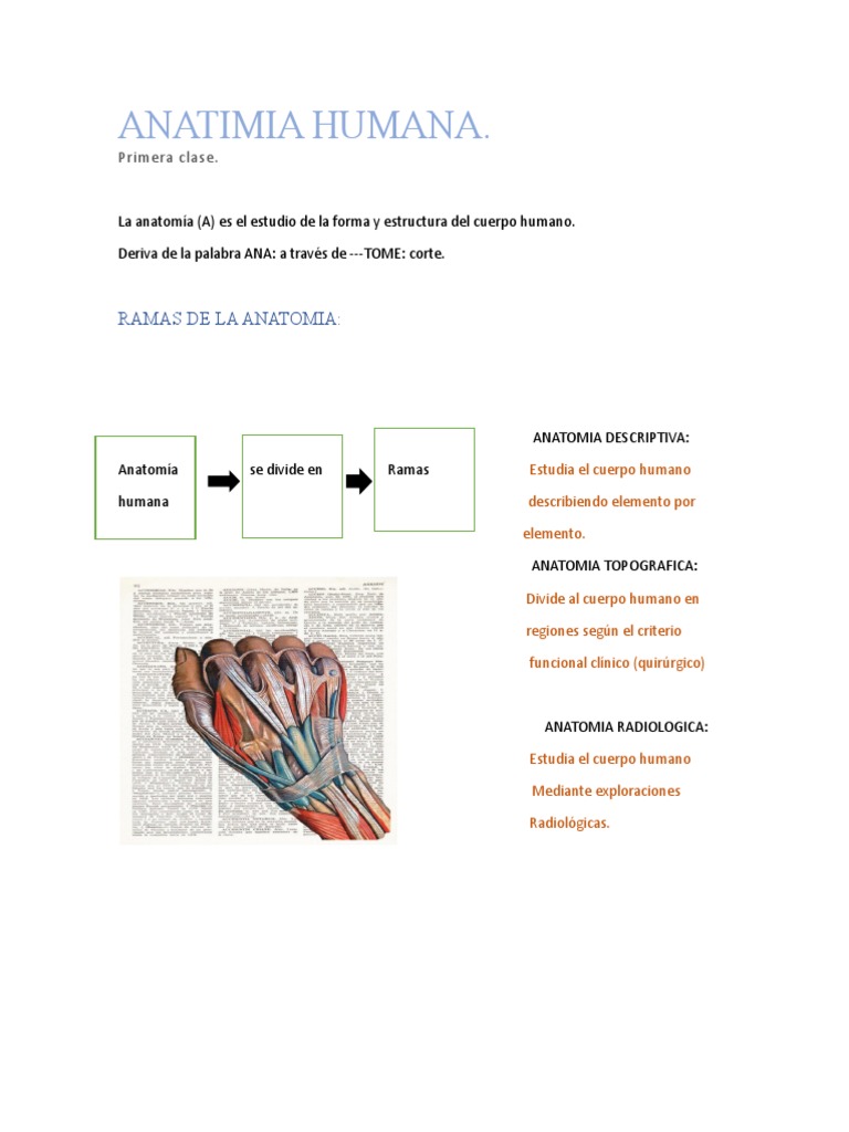 Apuntes De Anatomia Pdf