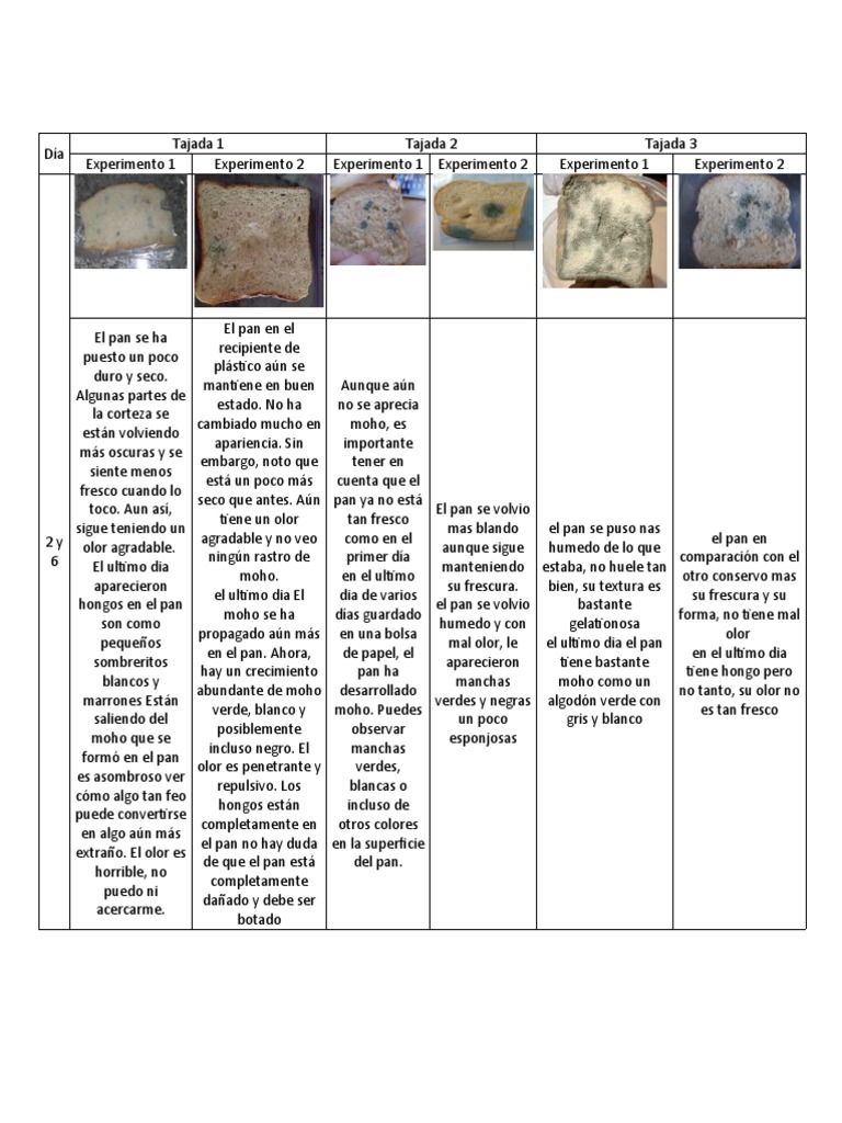 Experimento | PDF | Panes | Molde