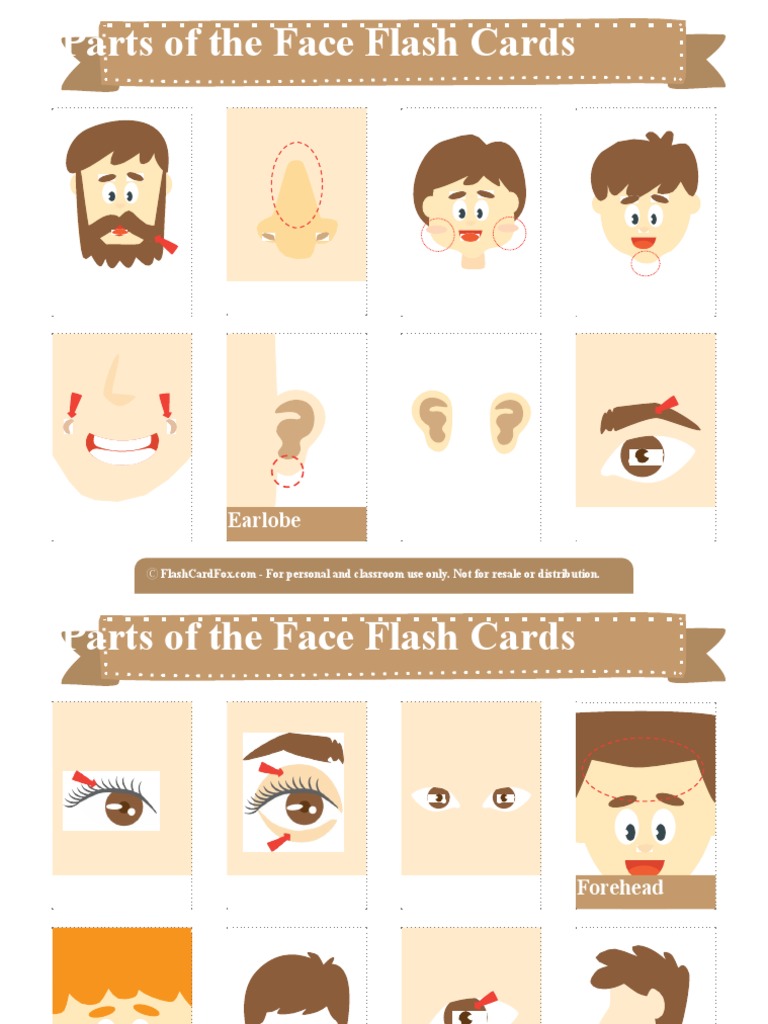 Parts of The Face Flash Cards 2x3 | PDF