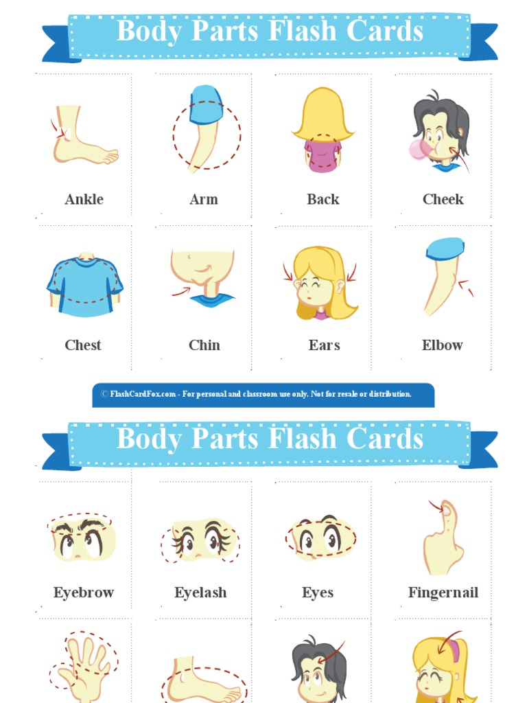 Body Parts Flash Cards 2x3 | PDF | Career & Growth | Wellness