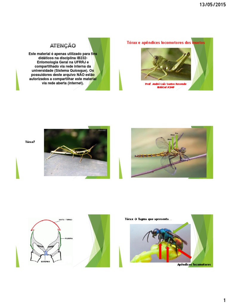 4 Aula - Torax - e - Pernas - Dos - Insetos | PDF