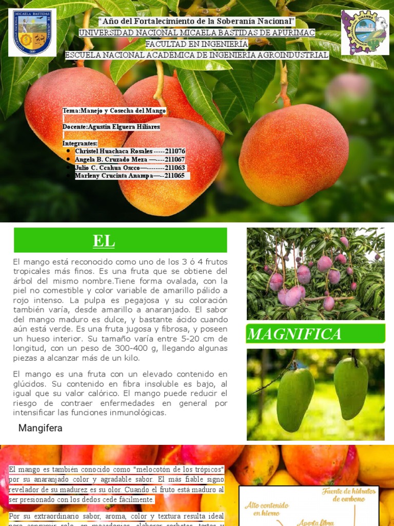 Producción de Mangos | PDF | Mango | Fertilizante