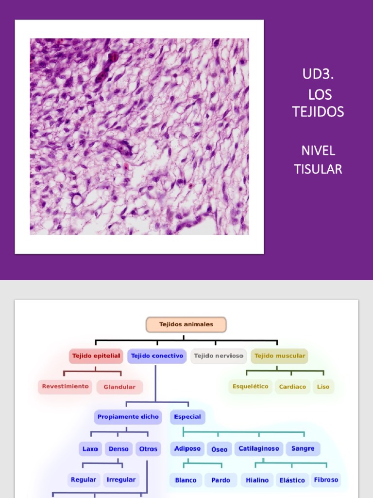 UD3. Los Tejidos | PDF