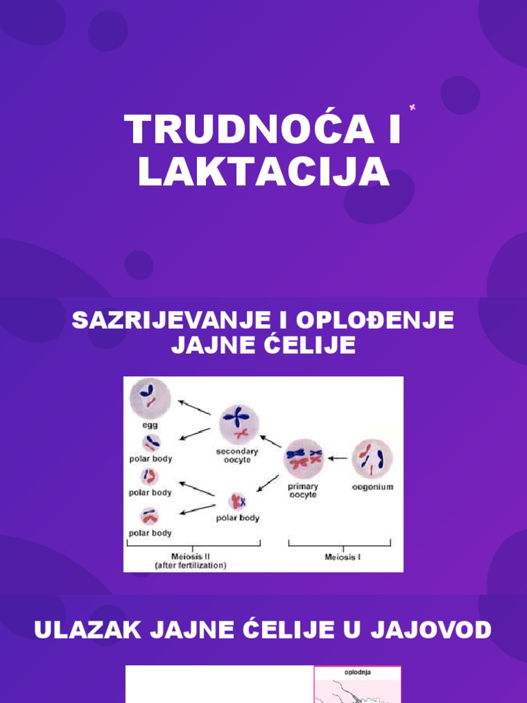 Trudnoća I Laktacija1 | PDF
