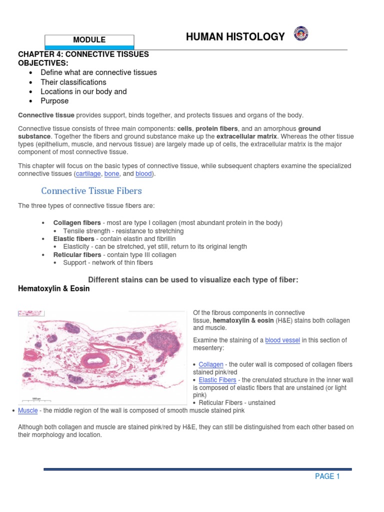 Chapter 4 Human Histology - Connective Tissues | PDF | Connective Tissue | Tissue (Biology)