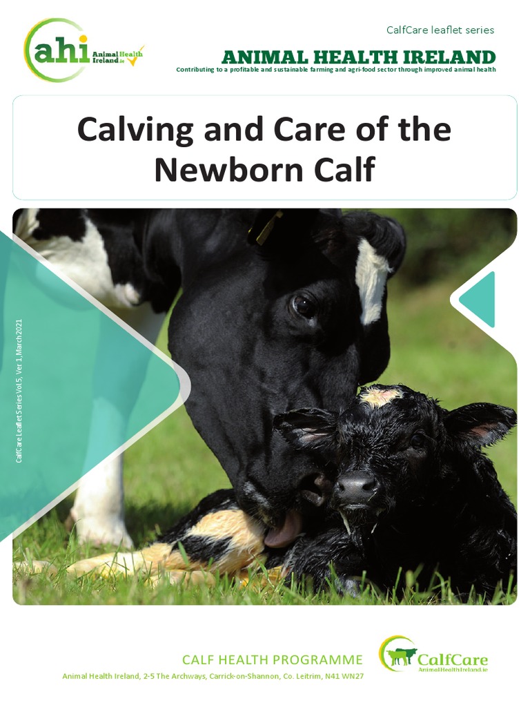 CalfCare Calving Care of The Newborn Calf 2021 | PDF | Cattle | Horse ...