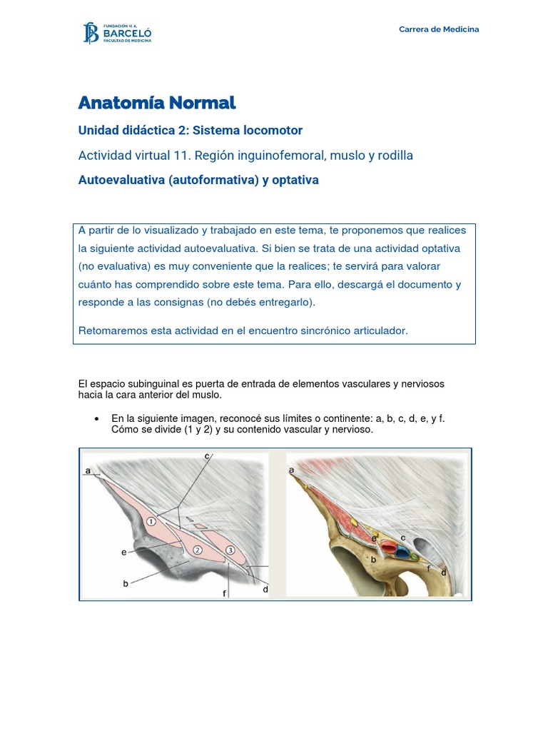 Anatomía: Región Inguinofemoral y Vasos | PDF