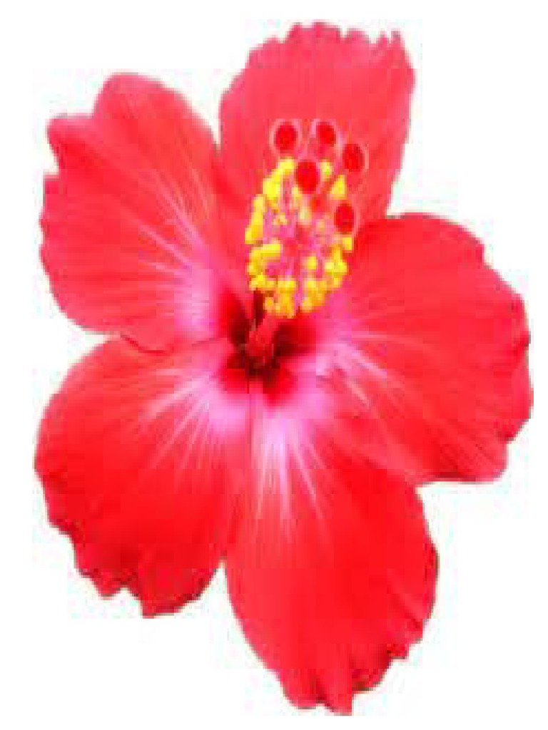 pic bunga raya | PDF