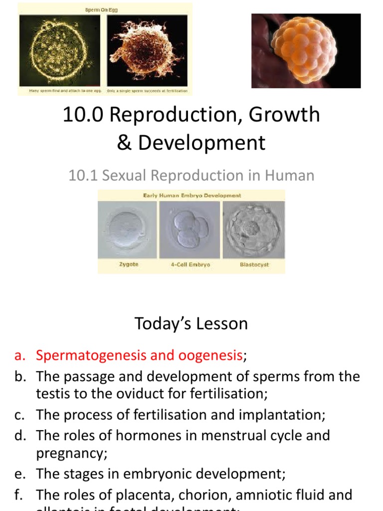 10.1a Sexual Reproduction in Human | Download Free PDF | Meiosis ...