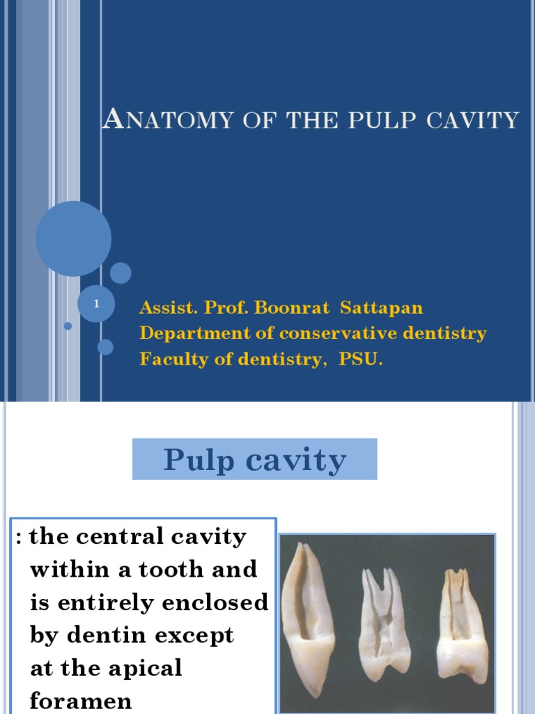 Anatomy of the pulp cavity กย 2562-1 | PDF | Tooth | Dental Anatomy
