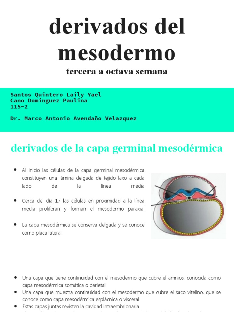 Derivados Del Mesodermo | PDF | Factor de crecimiento vascular endotelial | Biología