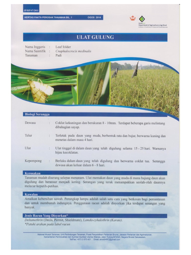 Serangga Perosak Utama Padi | PDF