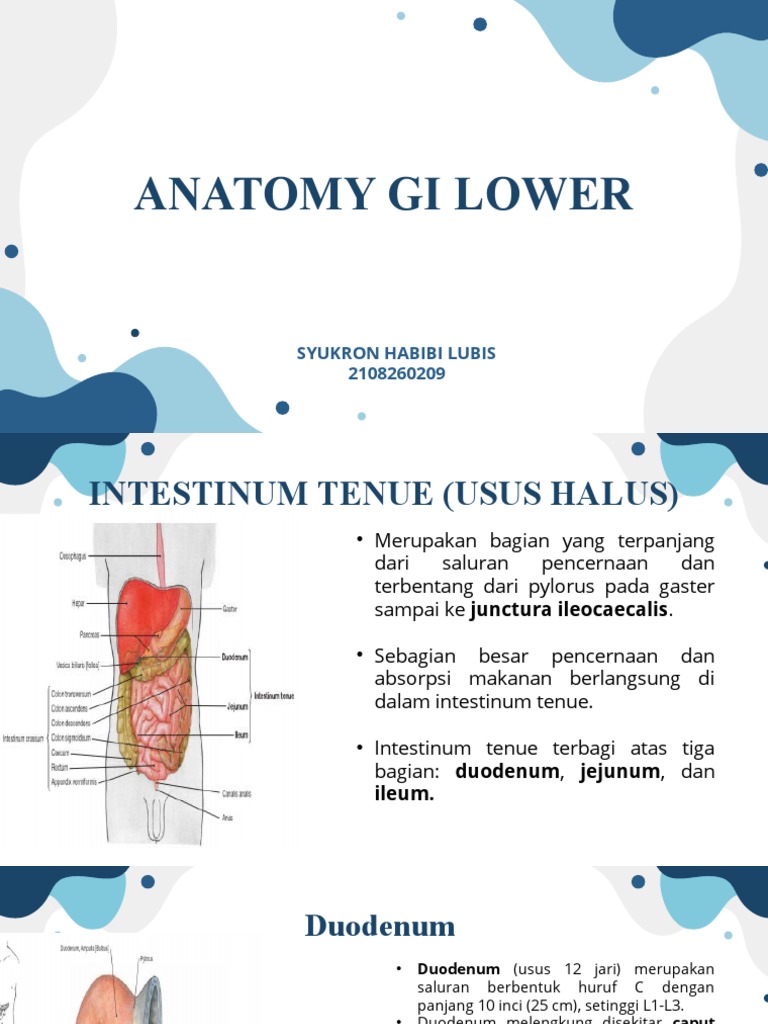 Anatomi Saluran Cerna Bawah | PDF