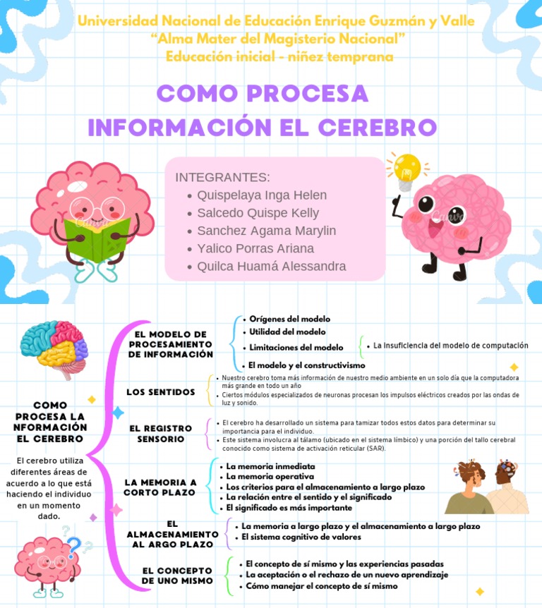 Organizador de Como Procesa Información El Cerebro | PDF | Cerebro ...