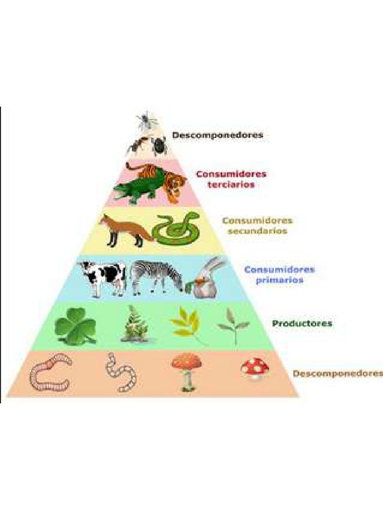 piramide cadena alimentaria | PDF