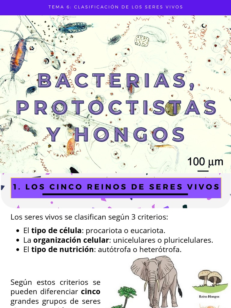 TEMA 6 Moneras, Protoctistas y Hongos | PDF | Algas | Hongo