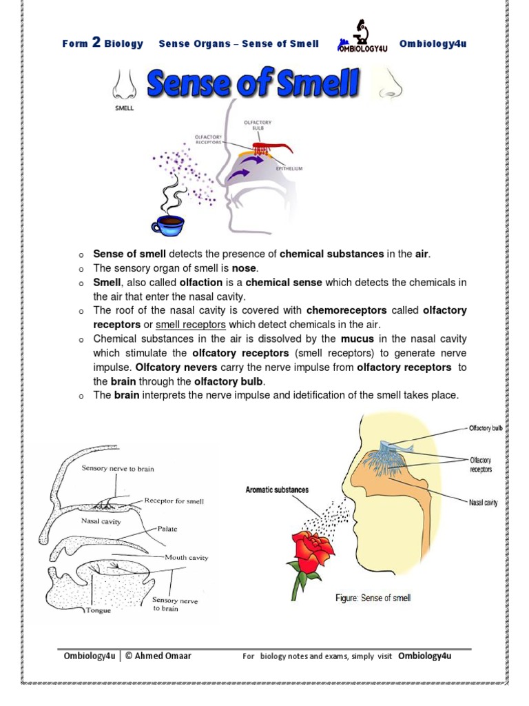 Sense of Smell Form 2 Biology | PDF