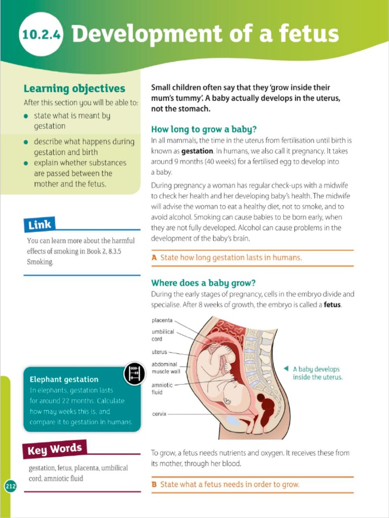 Development of A Fetus | PDF
