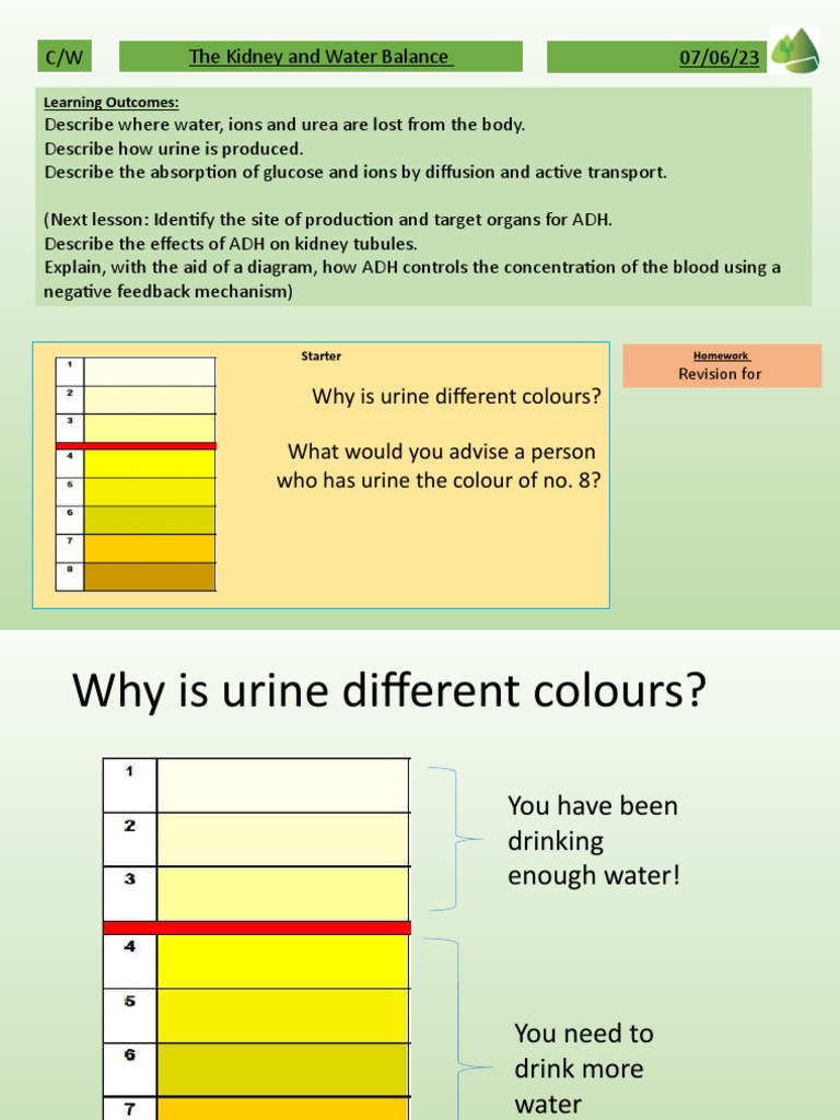 L10 - The Kidney and Water Balance | PDF