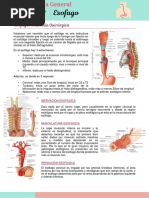 ESÒFAGO (Anatomía, Embriología, Histología y Fisiología) | PDF ...