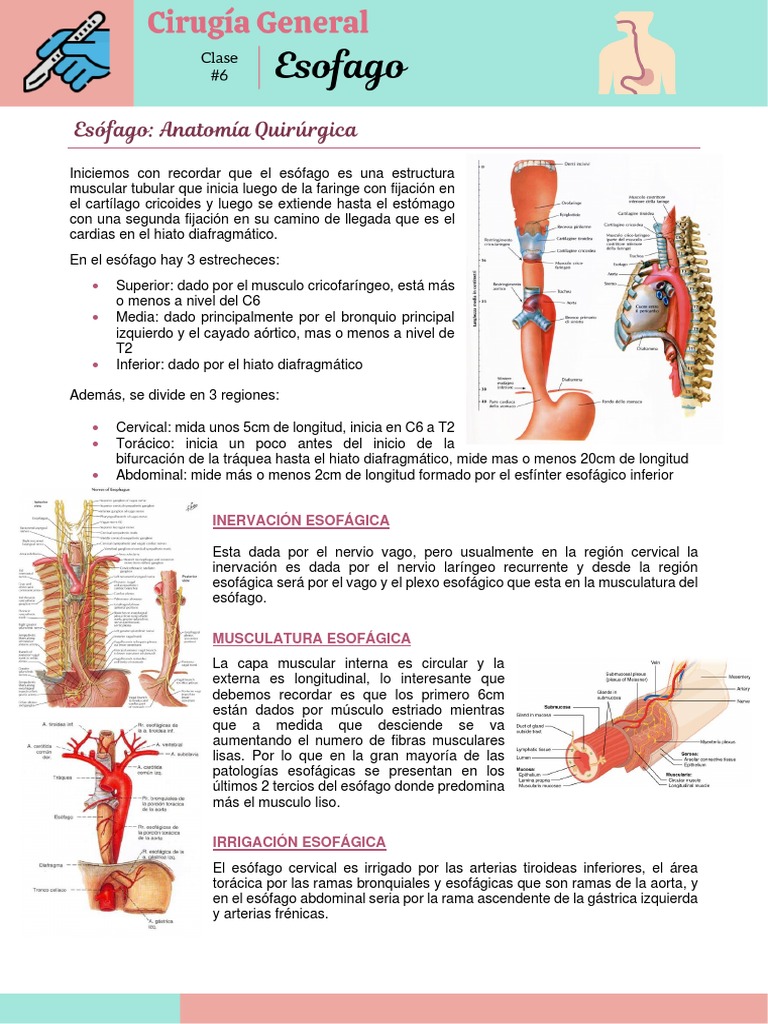 Anatomía y Función del Esófago | PDF | Esófago | Nervio vago
