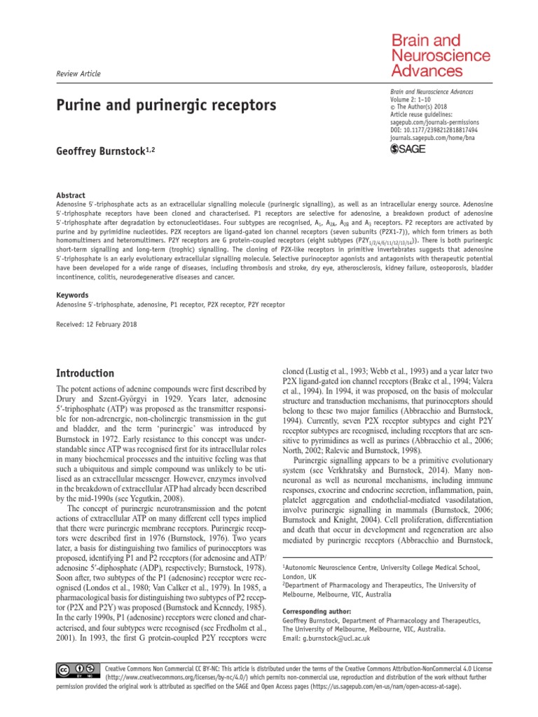 Purine and Purinergic Receptors | PDF | Molecular Biology | Physiology