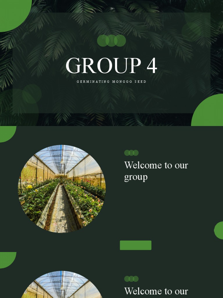 Group 4: Germinating Monggo Seed | PDF | Seedling | Seed
