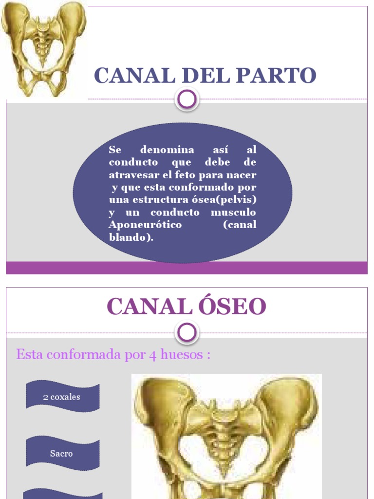 Anatomía del Canal del Parto | PDF | Pelvis | Anatomía humana
