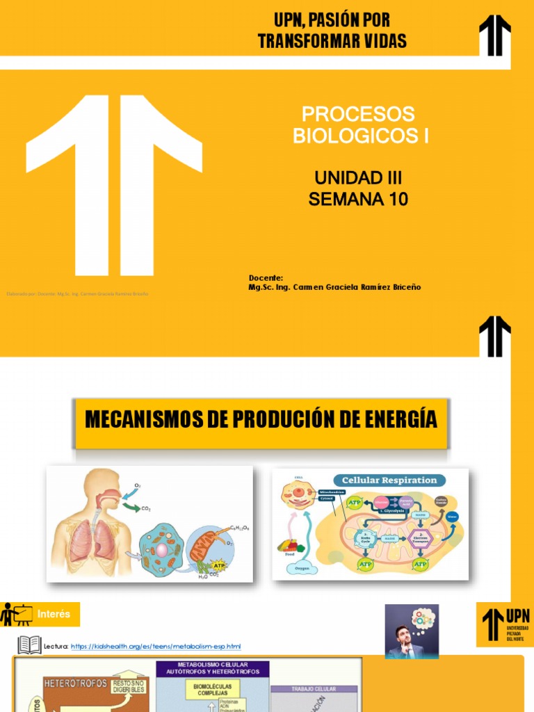 Sesión 10 - Mecanismos de Producción de Energía | PDF | Respiración celular | Trifosfato de ...
