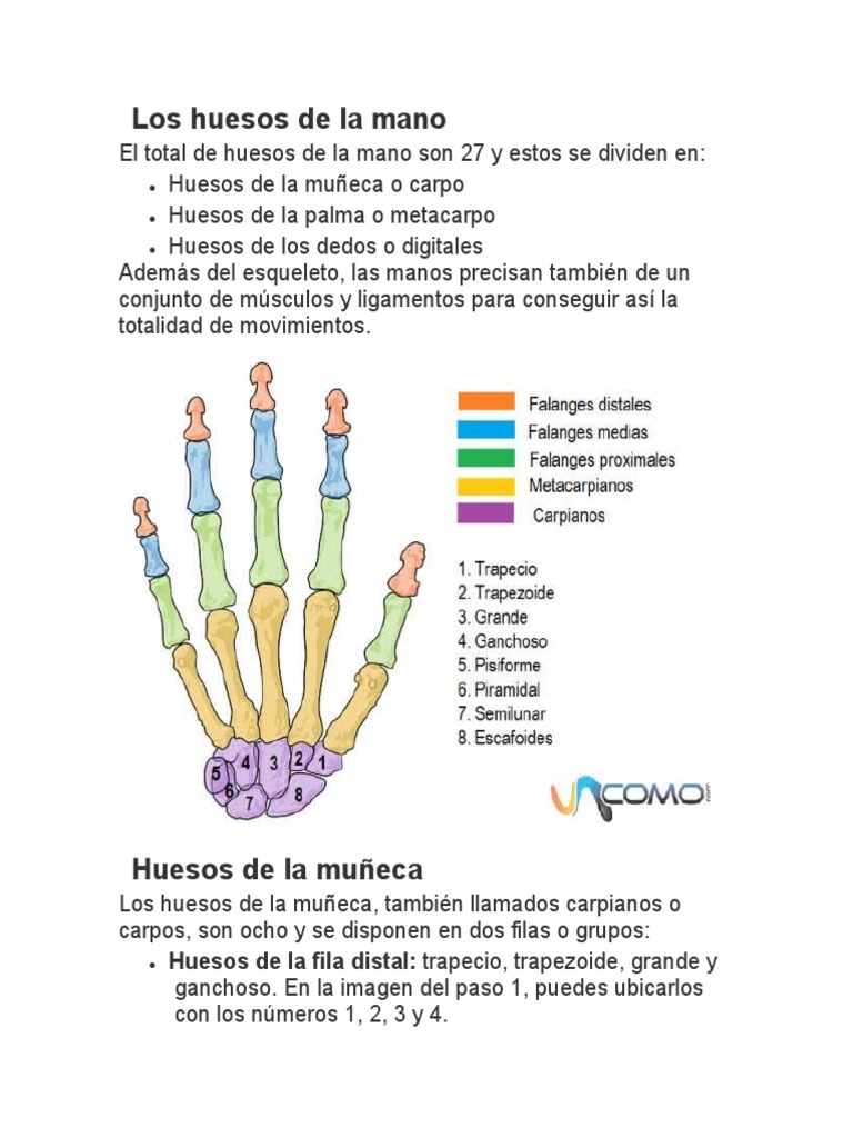 Huesos de la mano: estructura y clasificación | PDF