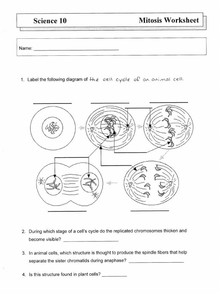 SNC2D Bio05 Mitosis - Worksheet | PDF