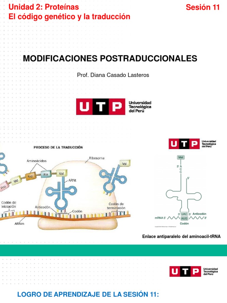 S06.s1 - Modificaciones Postraduccionales | PDF | Traducción (biología) | Ribosoma