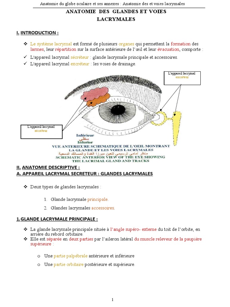 Anatomie des Glandes Lacrymales | PDF | Tête et cou chez l'humain ...