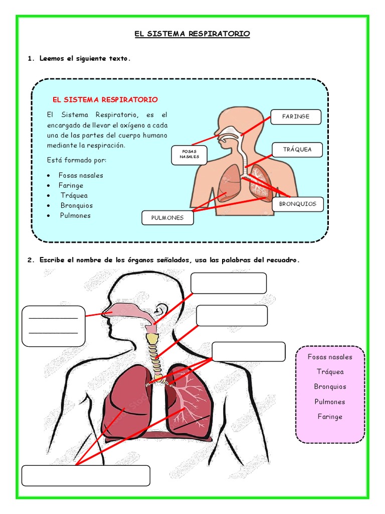 Ficha Del Sistema Respiratorio | PDF