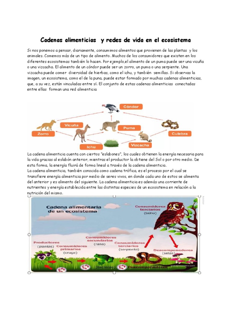 Cadenas Alimenticias en Ecosistemas | PDF