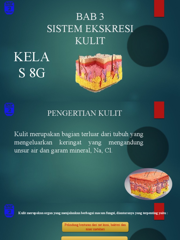 Kelompok 8 - Kulit - Baru | PDF | Sains & Matematika