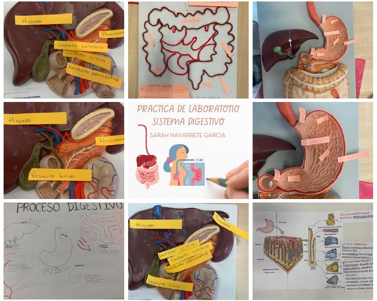 Collage Sistema Digestivo | PDF