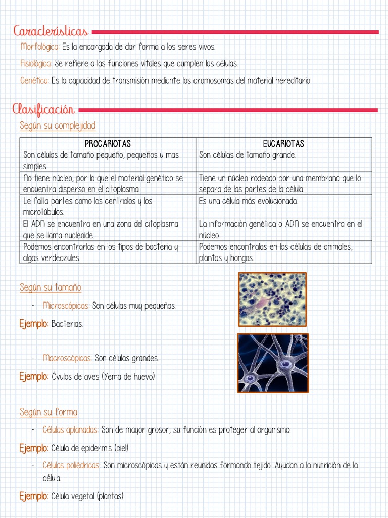 25-05 - Teoría Celular 2 | PDF | Biología Celular) | Plantas