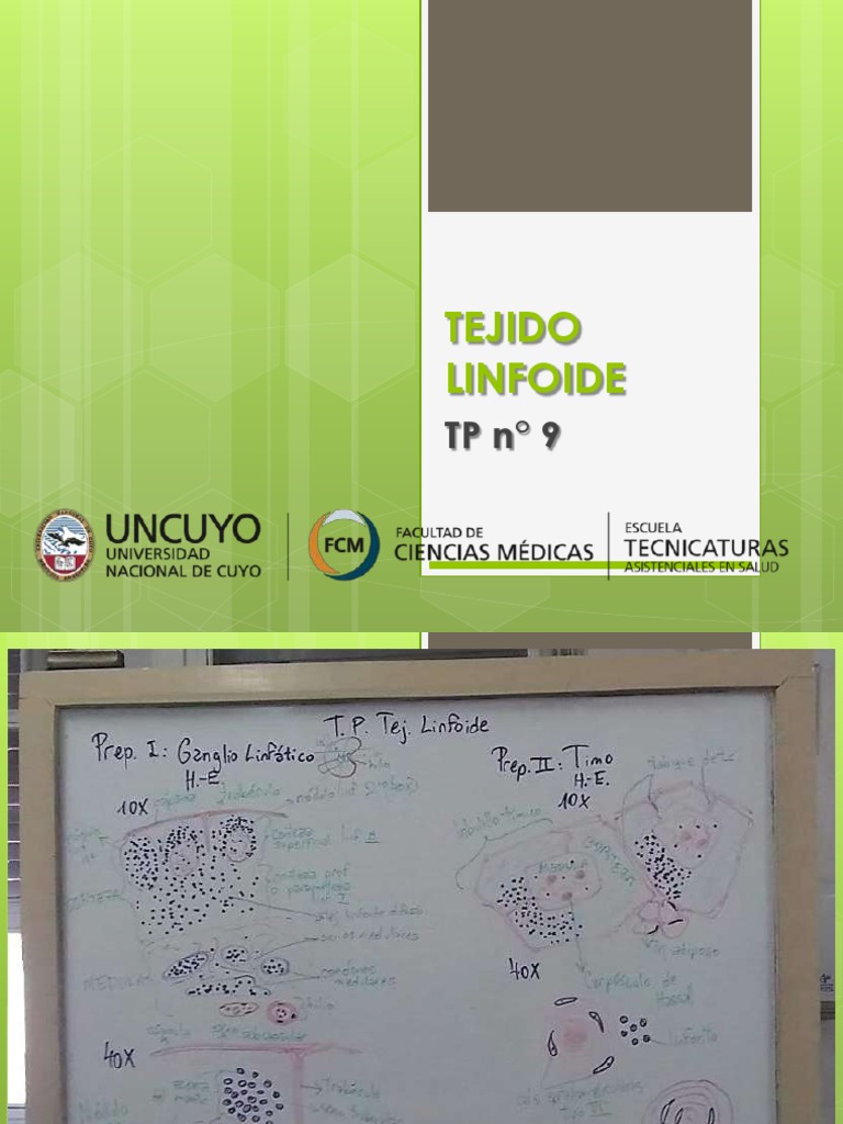 TP N° 9 Tejido Linfoide | PDF | Ganglio linfático | Timo