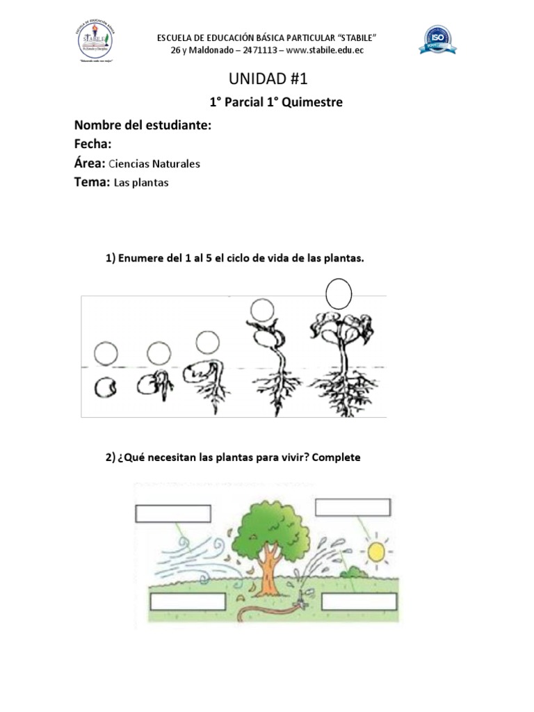 Actividades sobre el Ciclo de Vida de las Plantas | PDF | Hogar ...